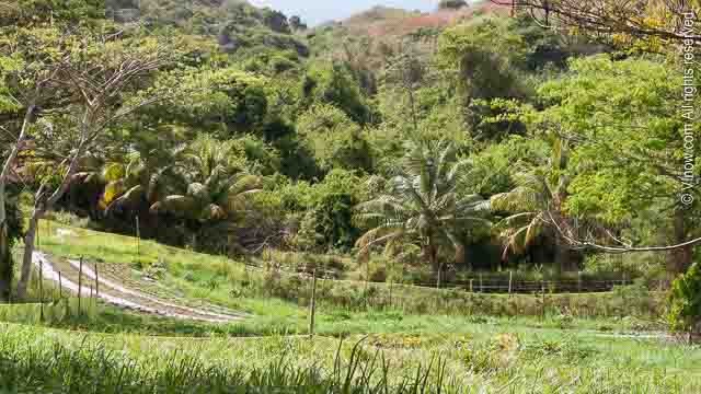 The "Rain Forest" - Virgin Islands
